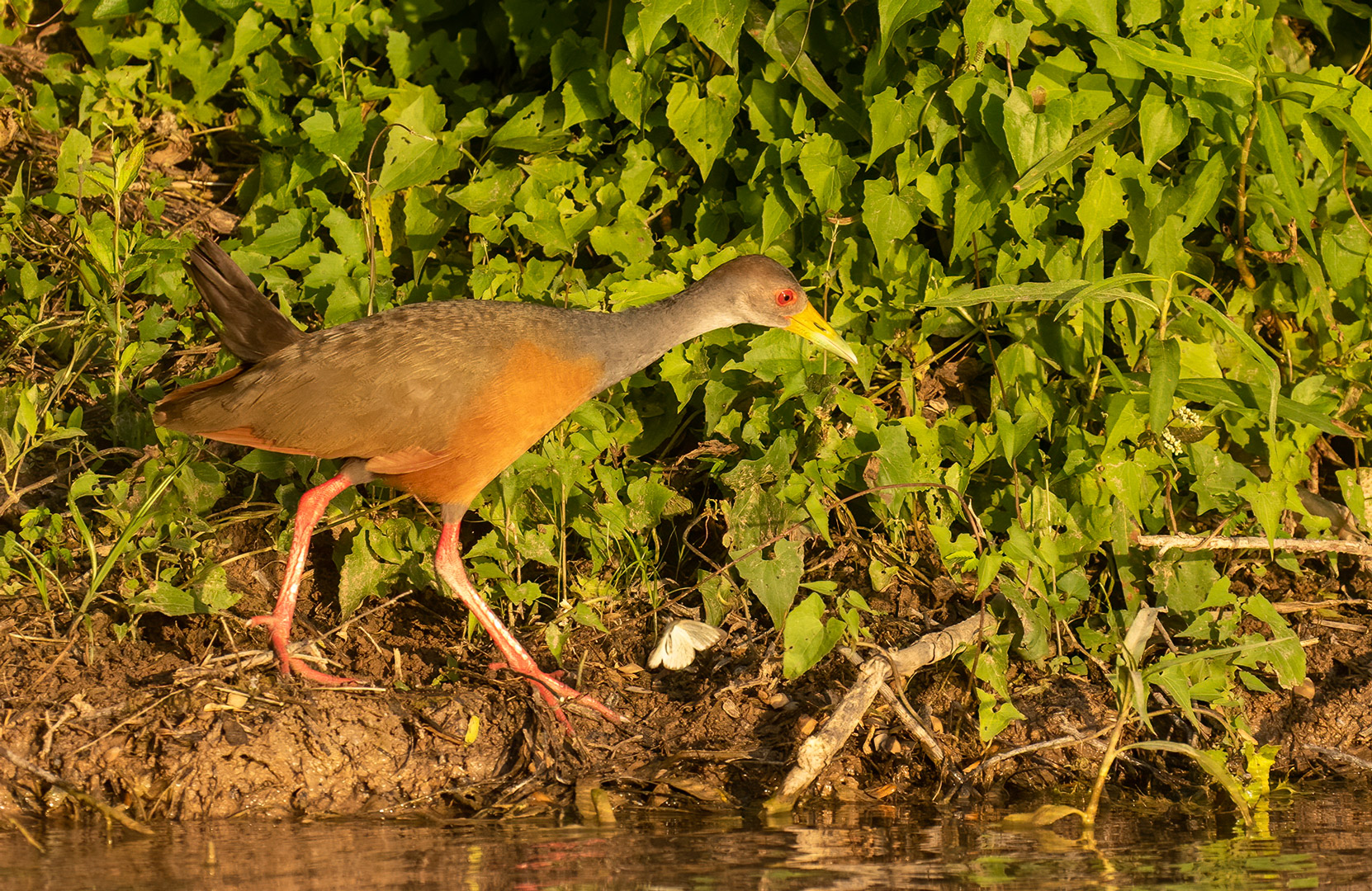 impenetrable – El Impenetrable – Chaco