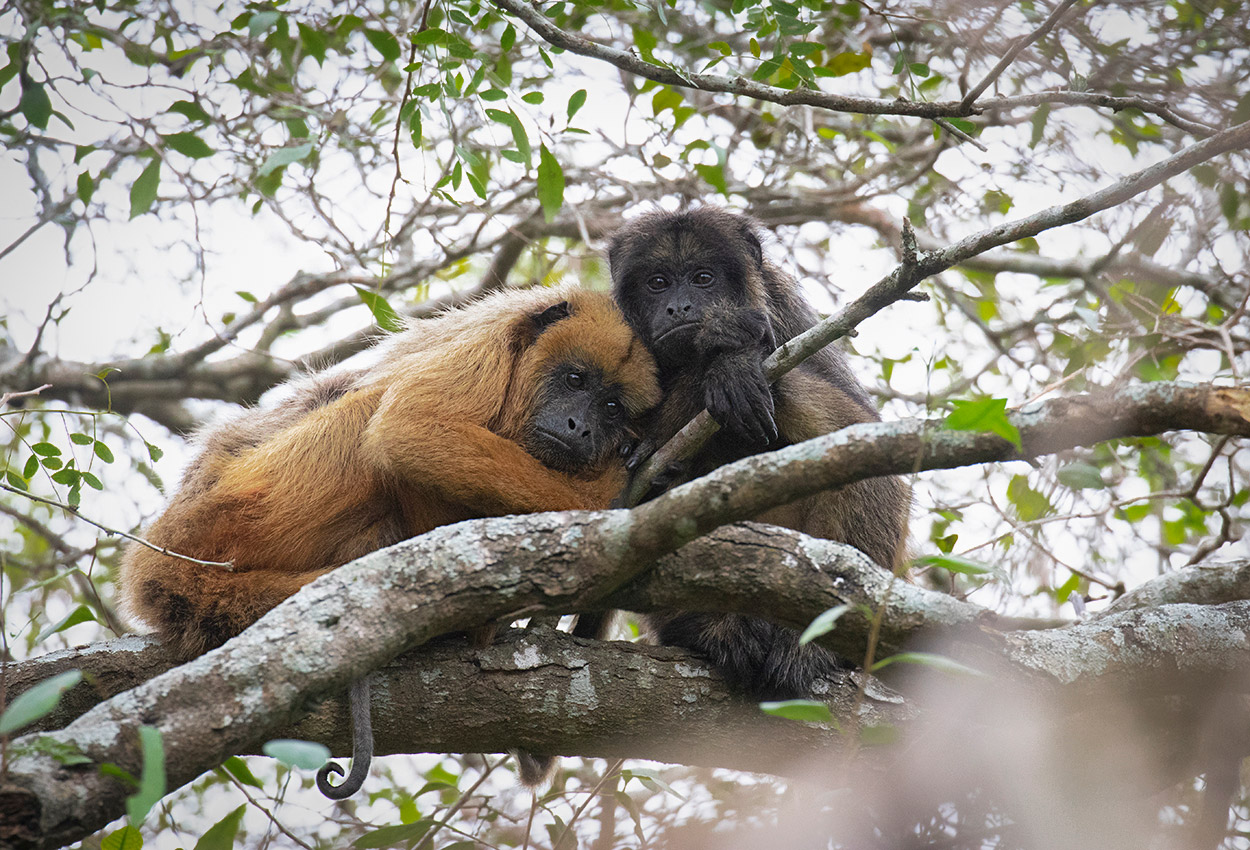 impenetrable – El Impenetrable – Chaco